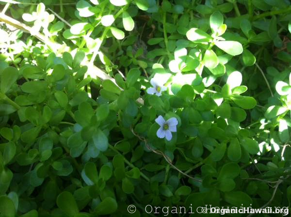 Brahmi (Bacopa monnieri) | Organic Hawaii