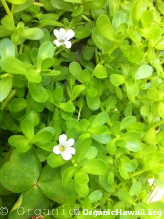 Brahmi (Bacopa monnieri) | Organic Hawaii