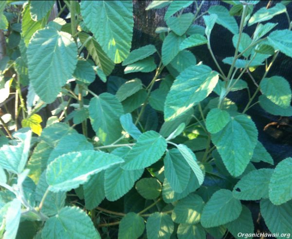 Uhaloa (Waltheria indica) seeds | Organic Hawaii