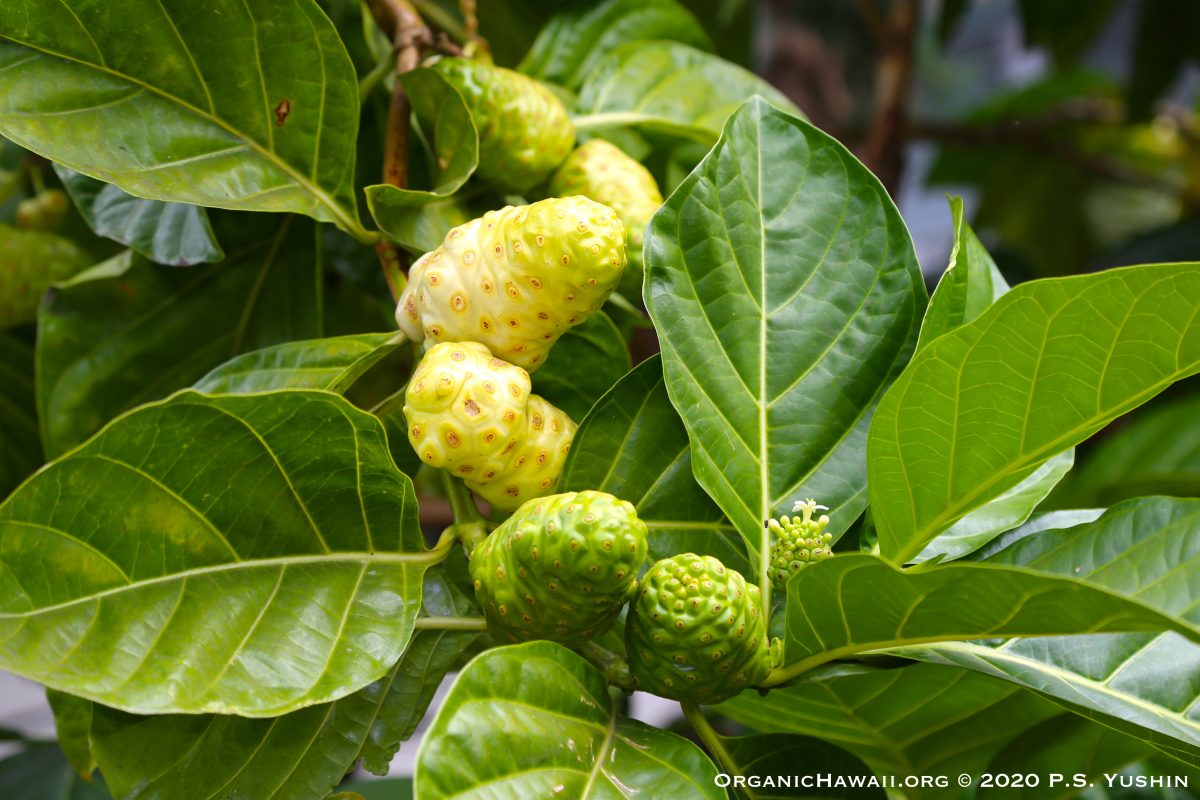 How to Make BEST NONI JUICE at Home: Easy Step-by-Step Guide | Organic ...