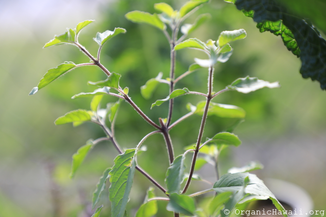 Tulsi (Holy Basil) seeds and plants | Organic Hawaii