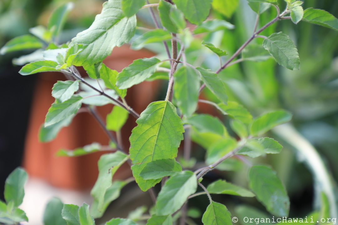 Tulsi (Holy Basil) seeds and plants | Organic Hawaii