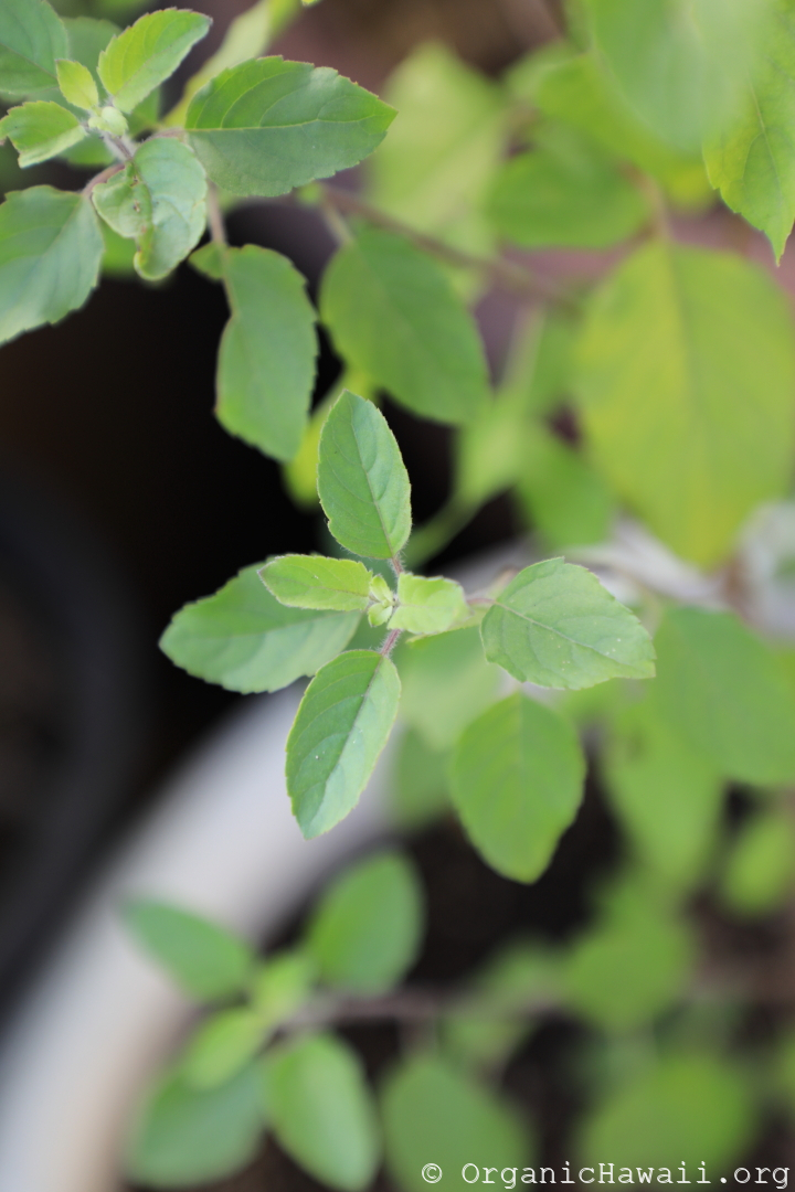 Tulsi (Holy Basil) seeds and plants | Organic Hawaii