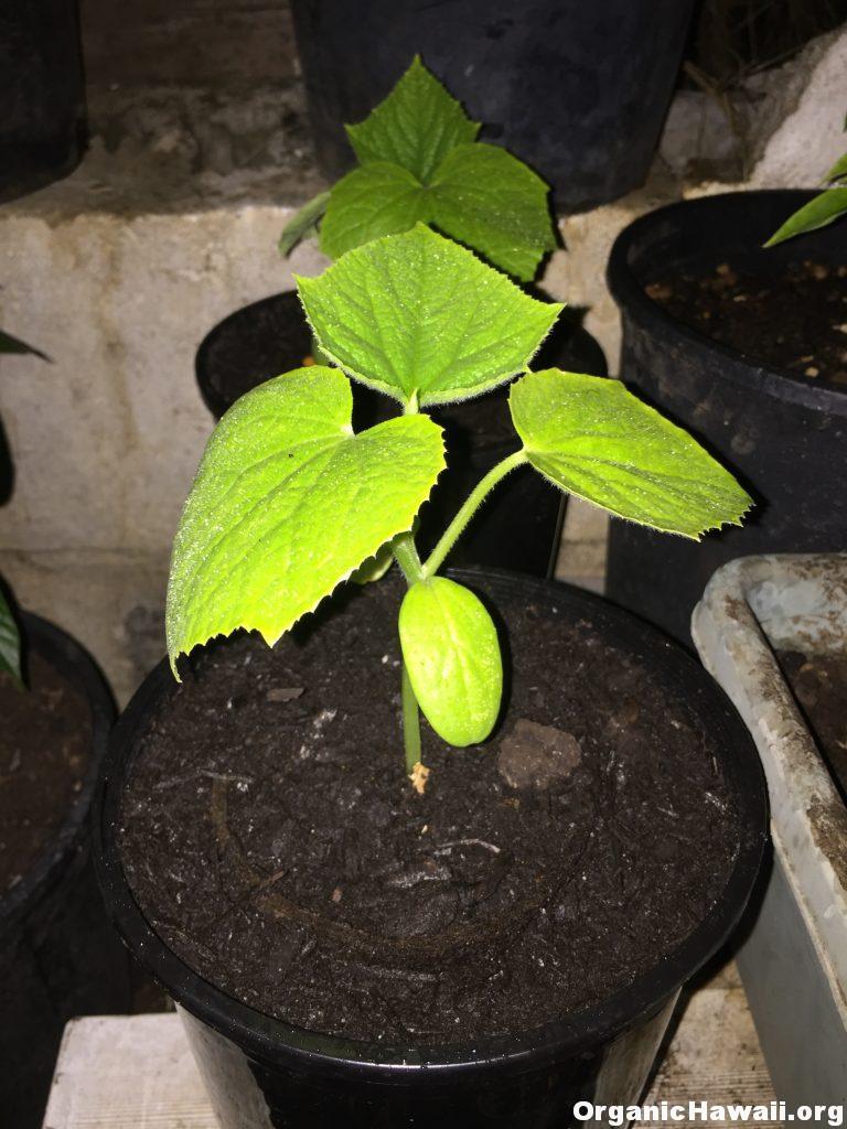 Cucumber plants - Burpless Long Japanese (Shio Kyuri) | Organic Hawaii