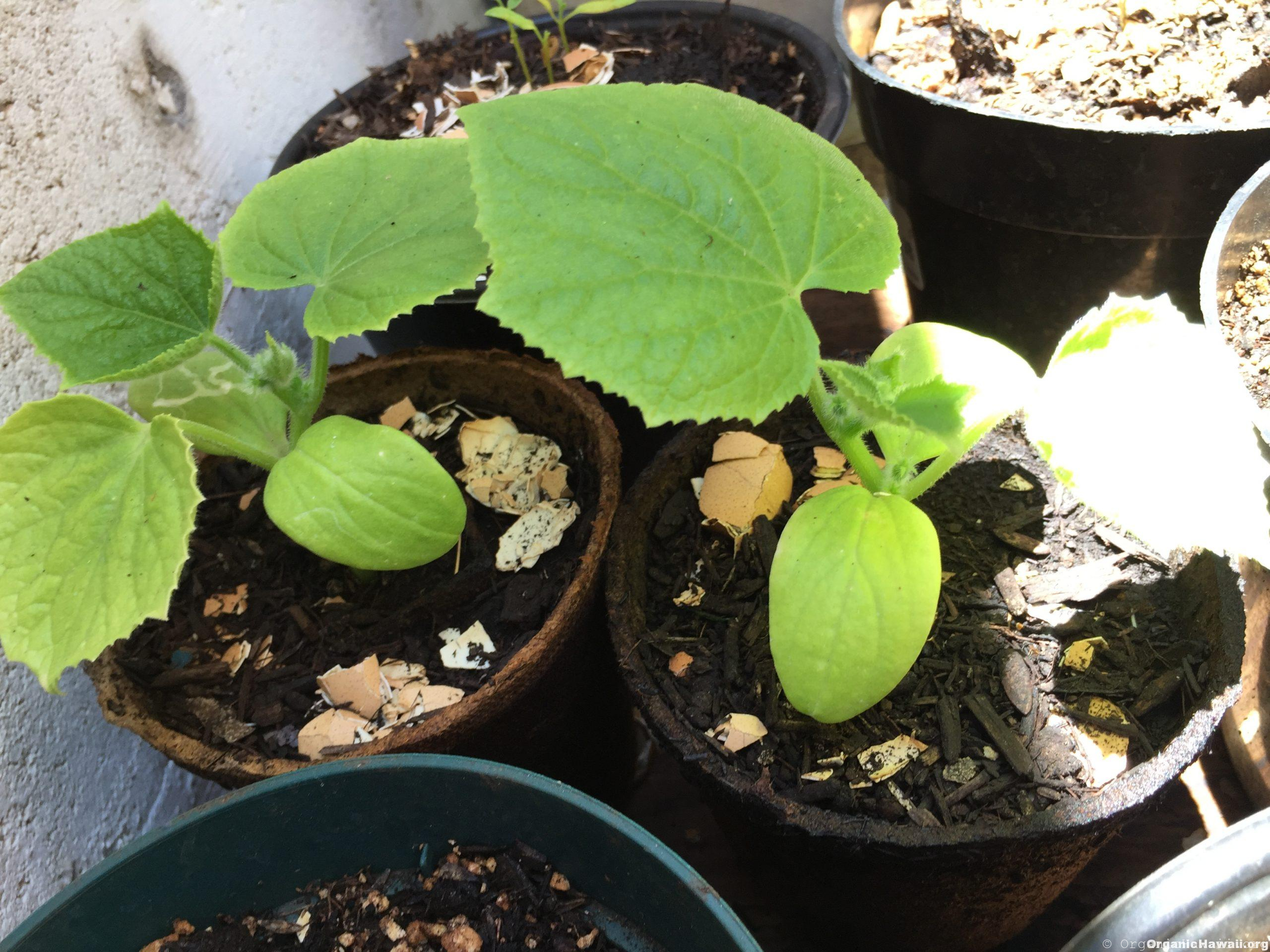 Cucumber plants - Burpless Long Japanese (Shio Kyuri) | Organic Hawaii