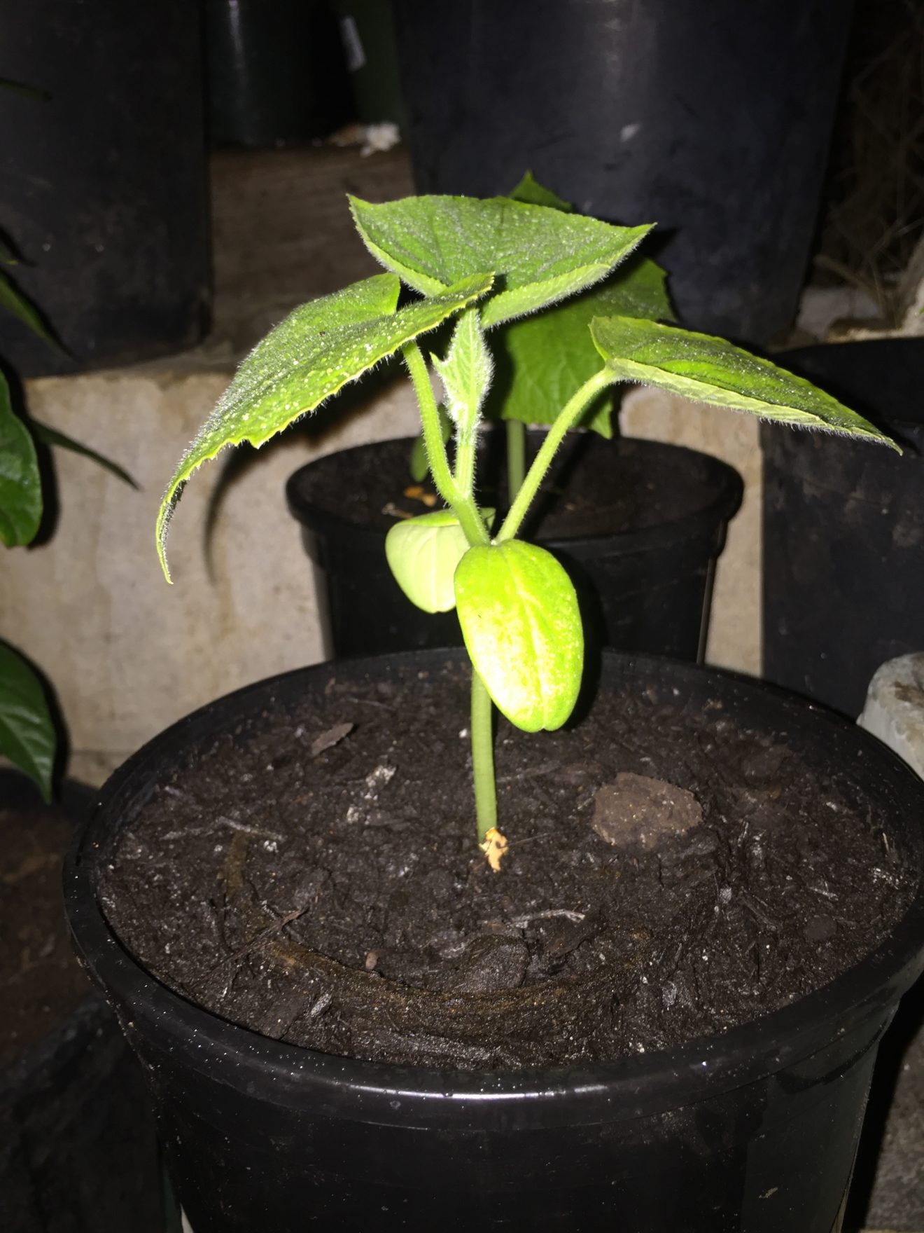 Cucumber plants - Burpless Long Japanese (Shio Kyuri) | Organic Hawaii