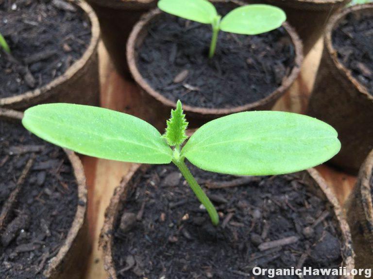 Cucumber plants - Burpless Long Japanese (Shio Kyuri) | Organic Hawaii