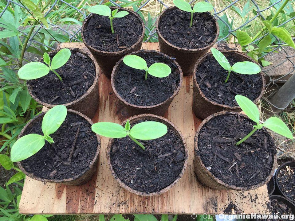 Cucumber plants – Burpless Long Japanese (Shio Kyuri) | Organic Hawaii