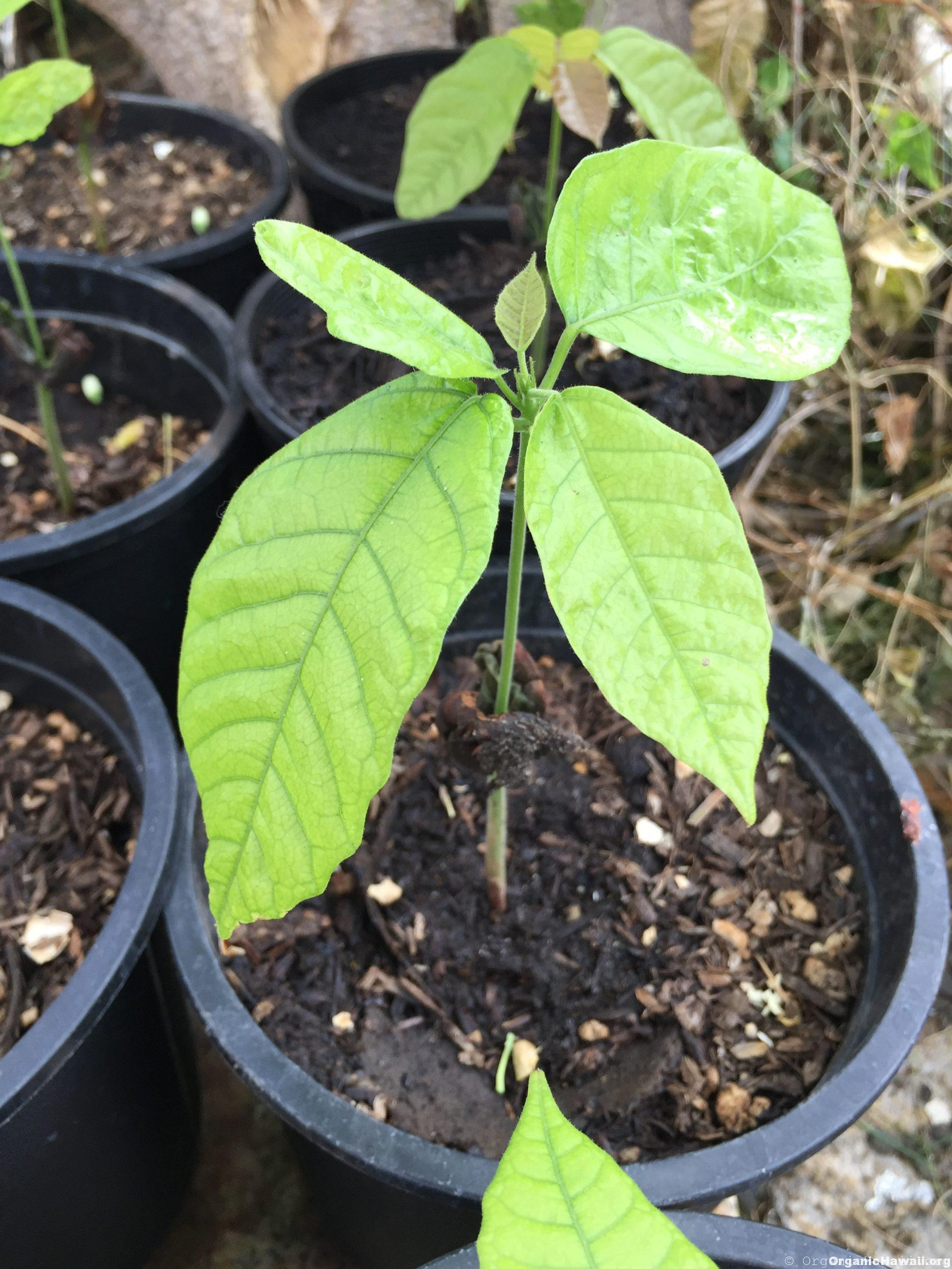 Cacao plants (Theobroma cacao) Chocolate tree | Organic Hawaii