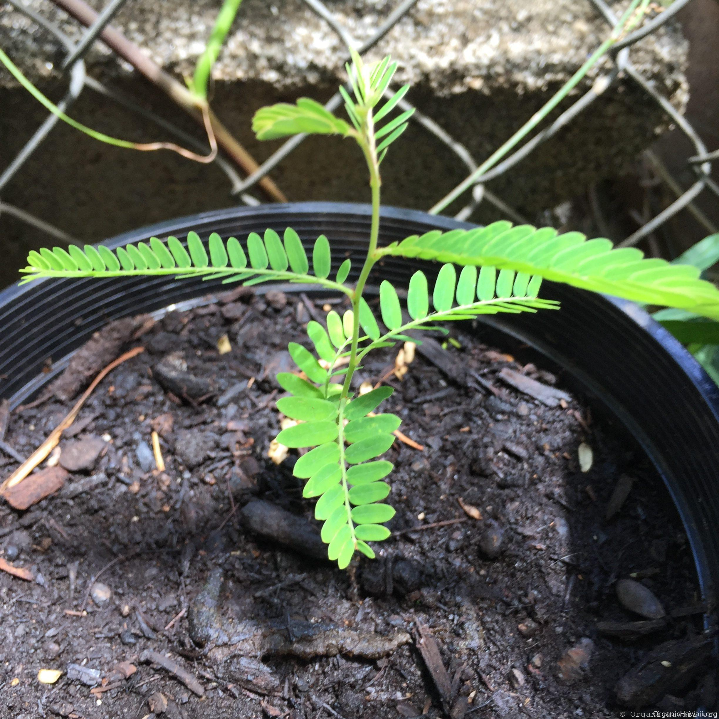 Amla tree (Emblica officinalis) | Organic Hawaii