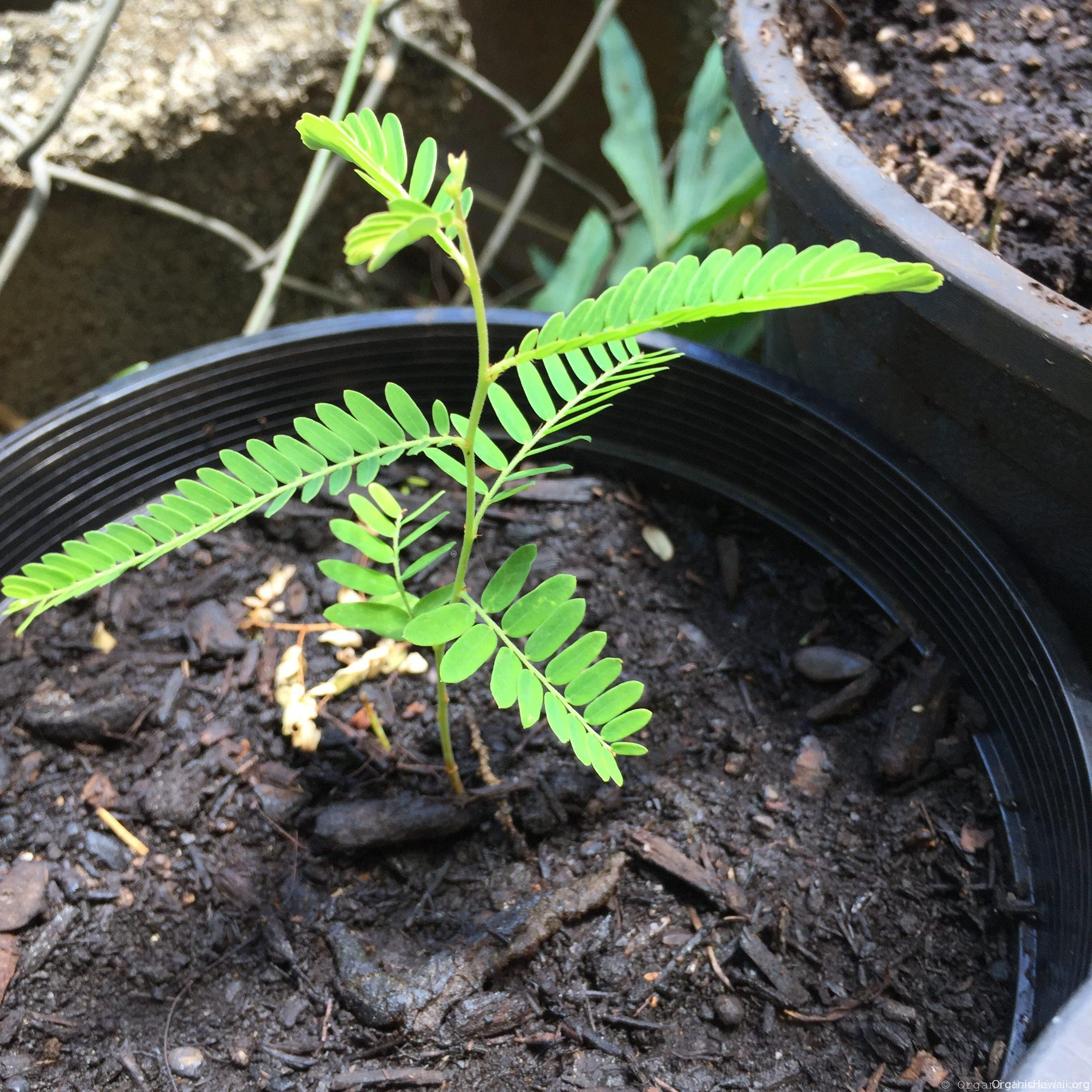 Amla tree (Emblica officinalis) | Organic Hawaii