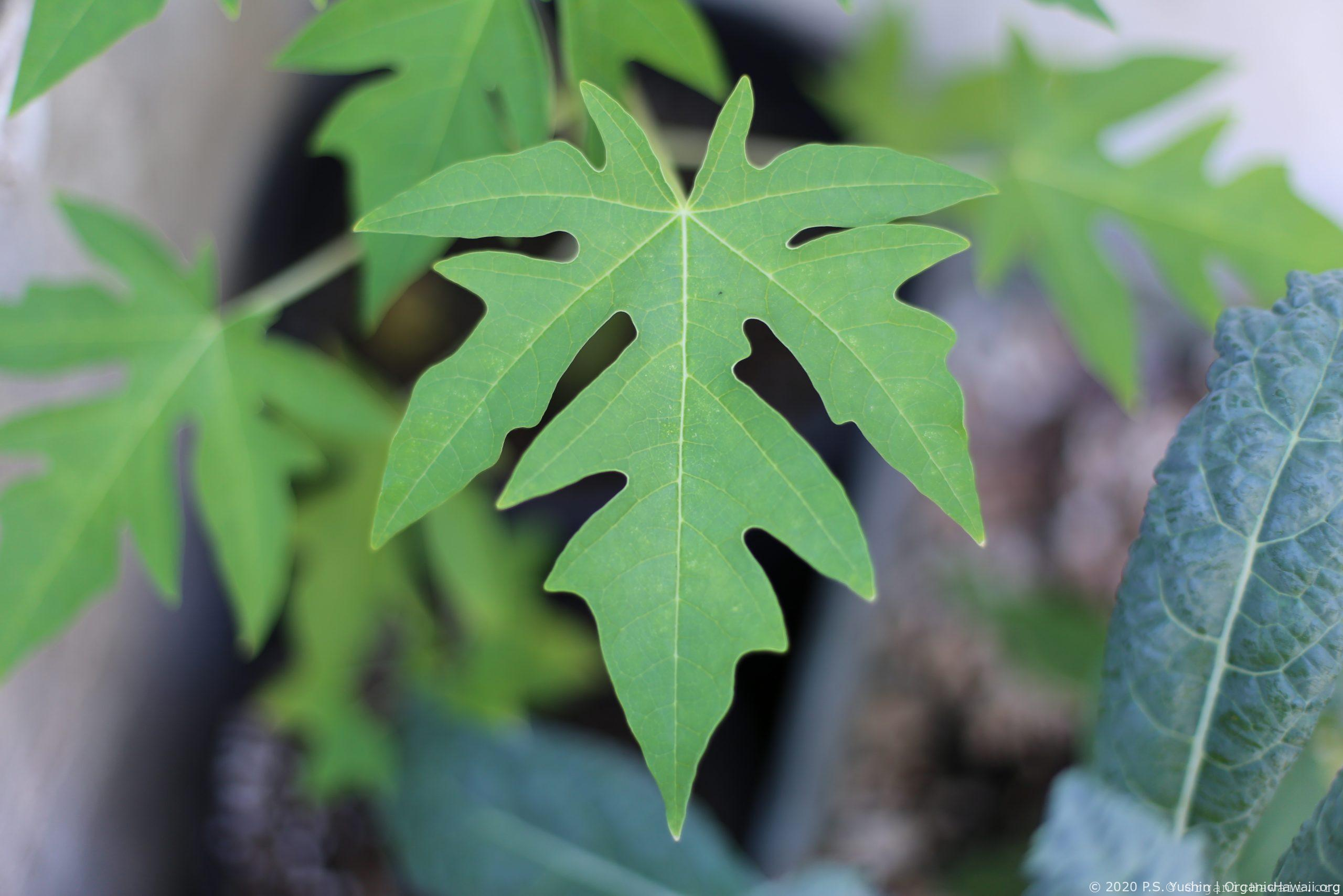 Papaya seeds (Non-GMO) Solo “Sunrise” | Organic Hawaii