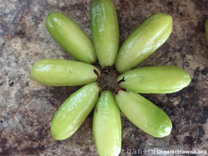 Bilimbi seeds (Cucumber tree) [RARE] | Organic Hawaii