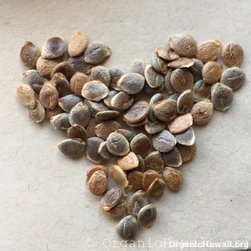 Bilimbi seeds (Cucumber tree) [RARE] | Organic Hawaii