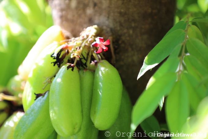 Bilimbi seeds (Cucumber tree) [RARE] | Organic Hawaii