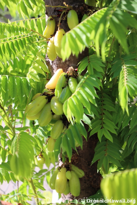 Bilimbi seeds (Cucumber tree) [RARE] | Organic Hawaii