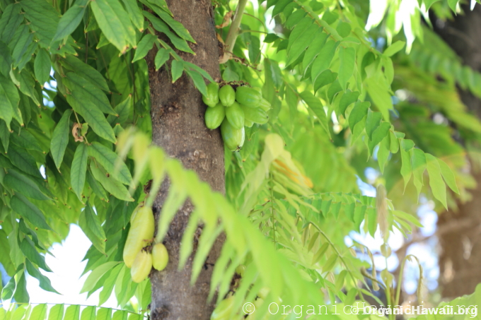 Bilimbi seeds (Cucumber tree) [RARE] | Organic Hawaii