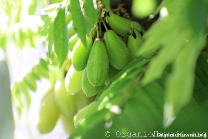 Bilimbi seeds (Cucumber tree) [RARE] | Organic Hawaii