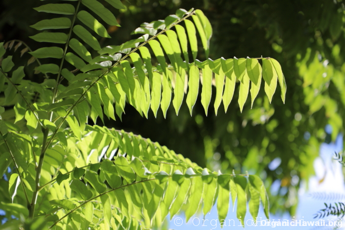 Bilimbi seeds (Cucumber tree) [RARE] | Organic Hawaii