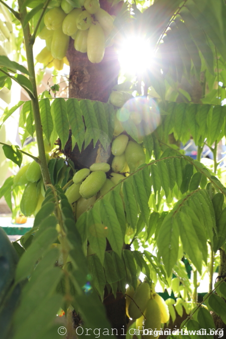Bilimbi seeds (Cucumber tree) [RARE] | Organic Hawaii