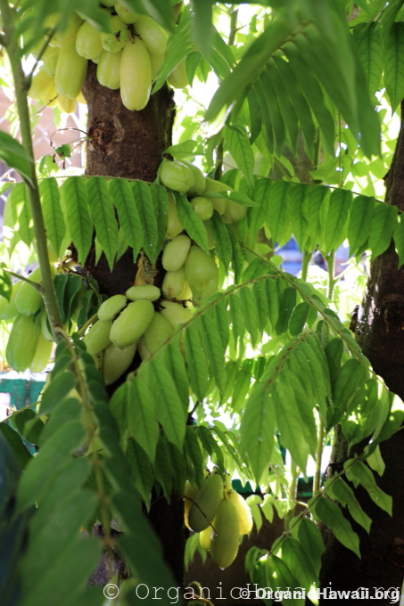 Bilimbi seeds (Cucumber tree) [RARE] | Organic Hawaii
