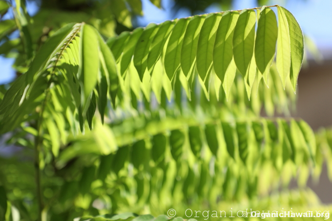 Bilimbi seeds (Cucumber tree) [RARE] | Organic Hawaii