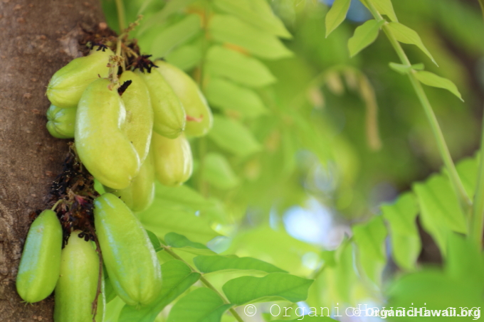 Bilimbi seeds (Cucumber tree) [RARE] | Organic Hawaii