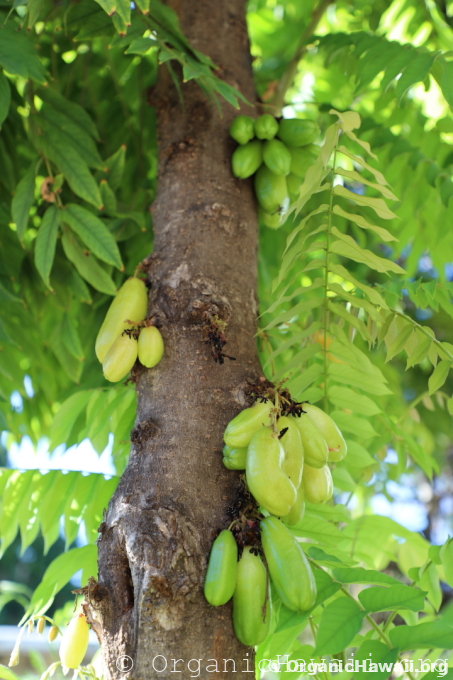 Bilimbi seeds (Cucumber tree) [RARE] | Organic Hawaii
