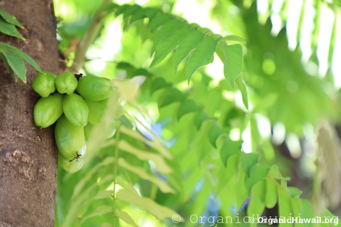 Bilimbi seeds (Cucumber tree) [RARE] | Organic Hawaii
