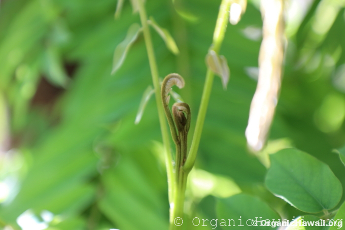 Bilimbi seeds (Cucumber tree) [RARE] | Organic Hawaii