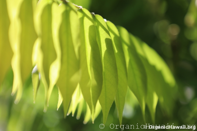 Bilimbi seeds (Cucumber tree) [RARE] | Organic Hawaii