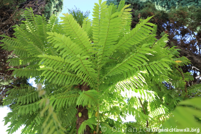 Bilimbi seeds (Cucumber tree) [RARE] | Organic Hawaii