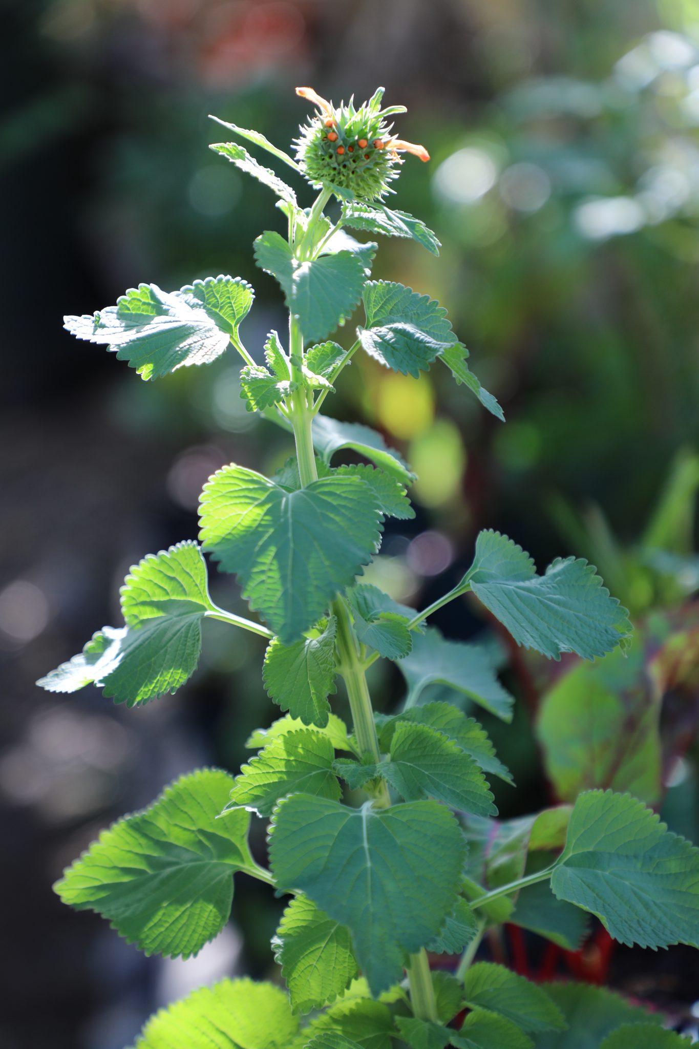 Lion’s Ear “Klip Dagga” (Leonotis nepetifolia) Seeds [RARE] | Organic ...