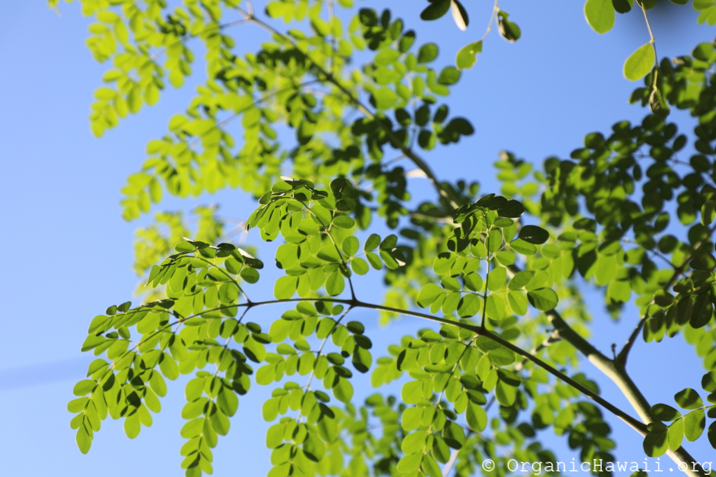Moringa (potted plant) | Organic Hawaii