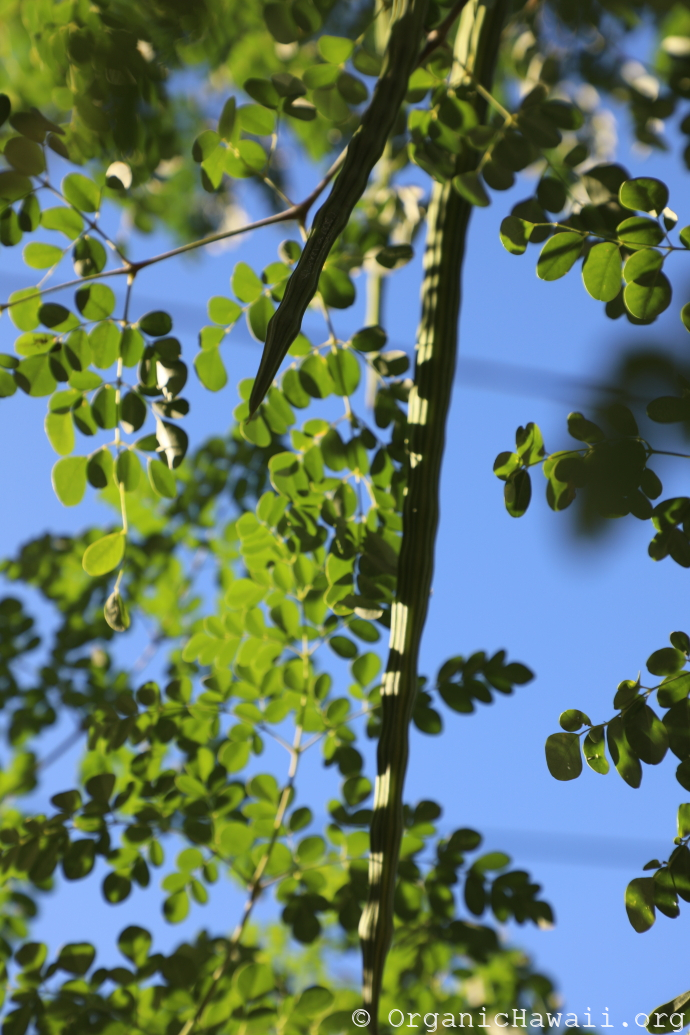 Moringa (potted plant) | Organic Hawaii