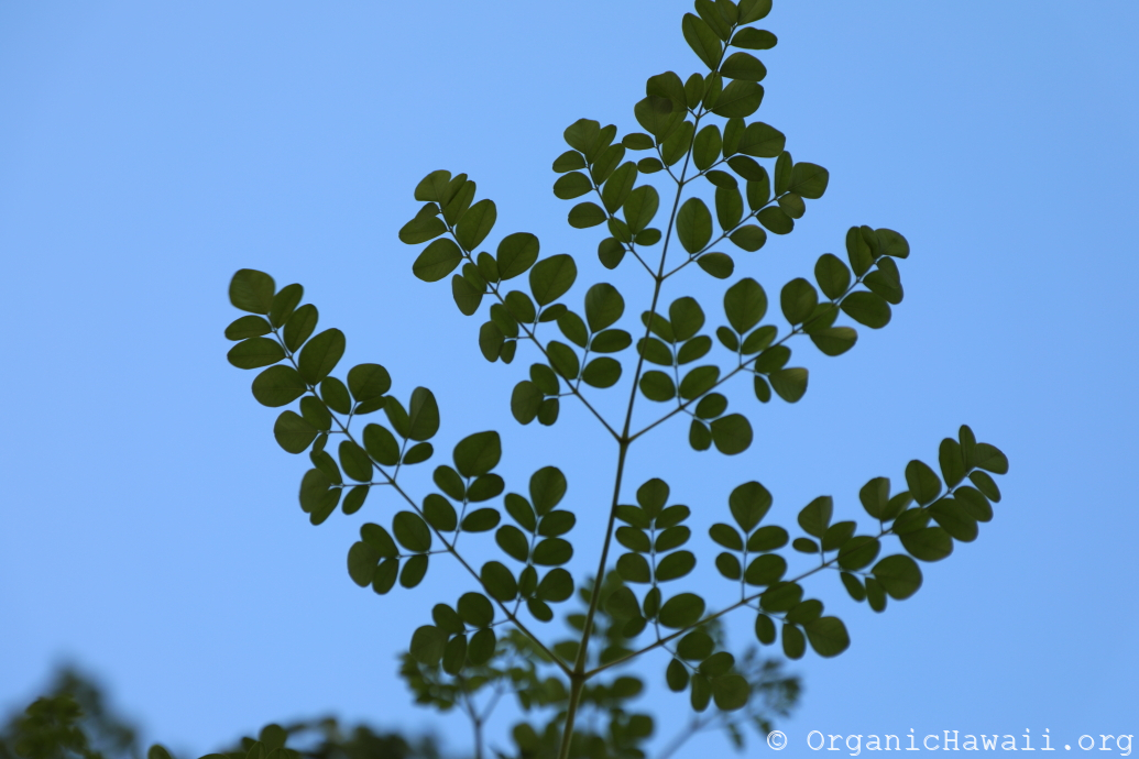 Moringa (potted plant) | Organic Hawaii