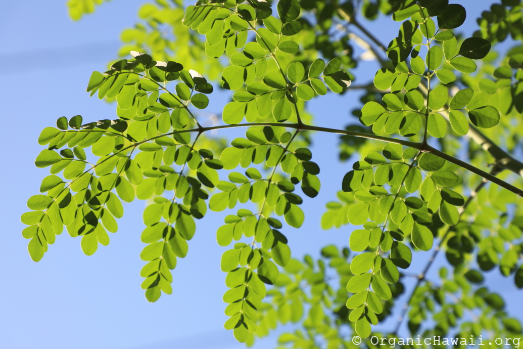 Moringa seeds (Heirloom) | Organic Hawaii