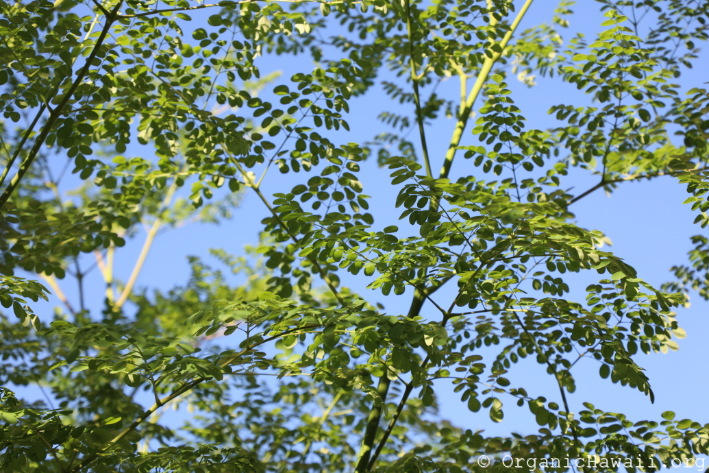 Moringa (potted plant) | Organic Hawaii
