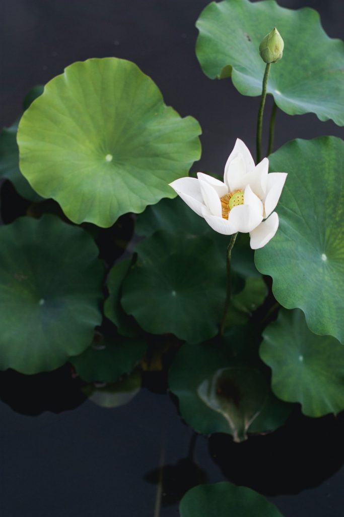 Sacred Lotus (live plants) | Organic Hawaii
