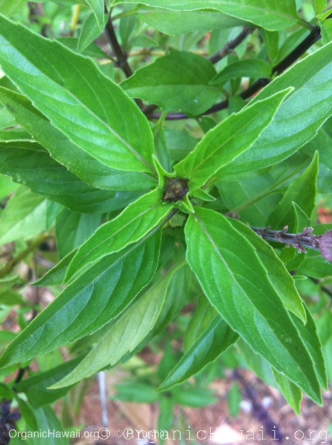 Thai Basil Seeds | Organic Hawaii