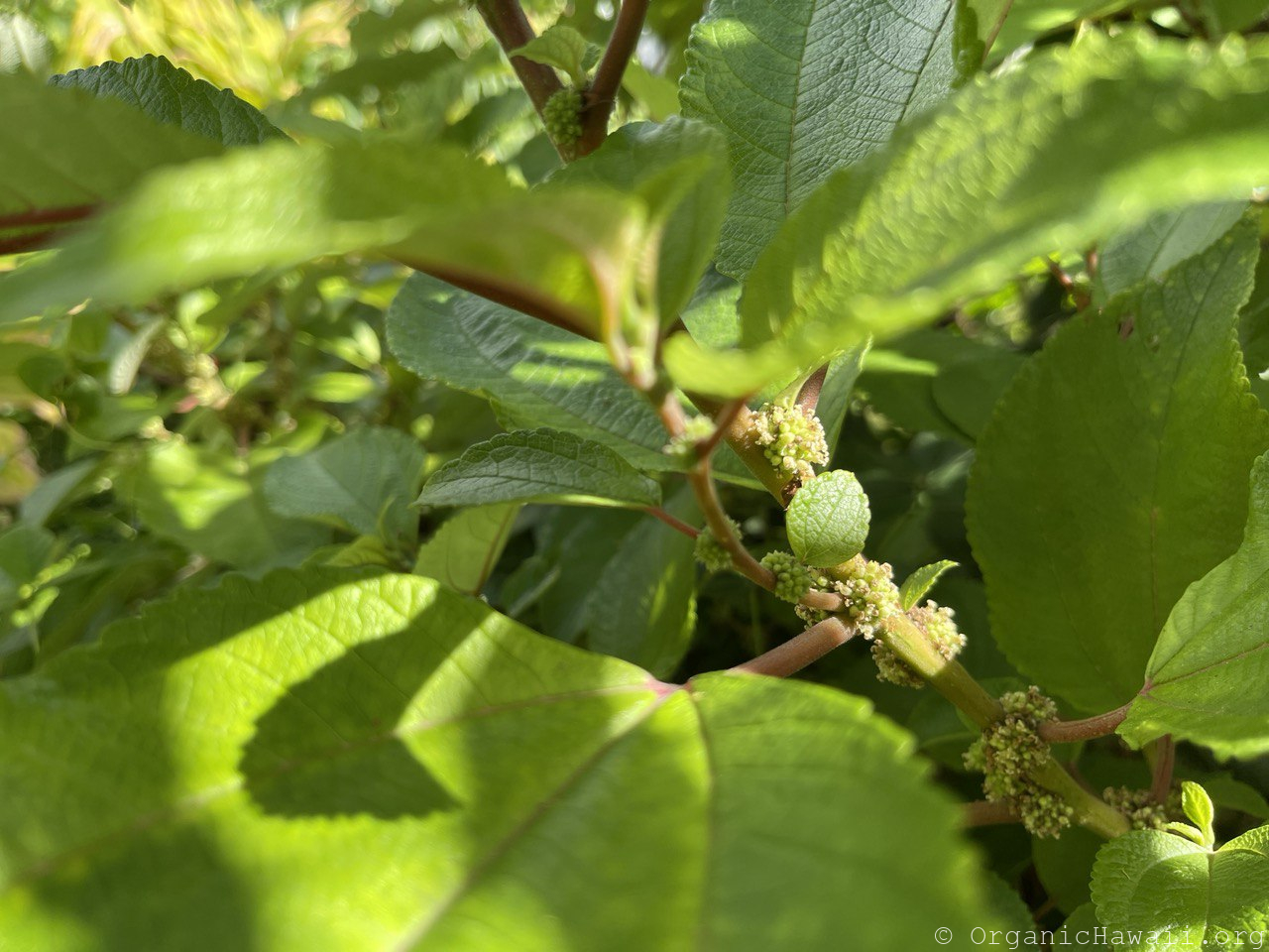 Mamaki Tea (Premium whole leaves) | Organic Hawaii