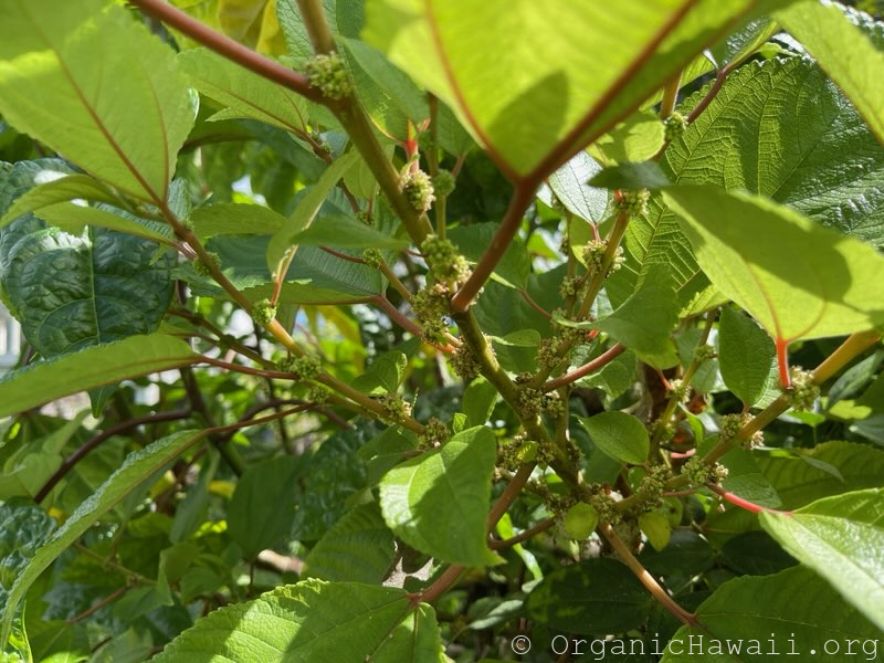 Mamaki Tea (Premium whole leaves) | Organic Hawaii